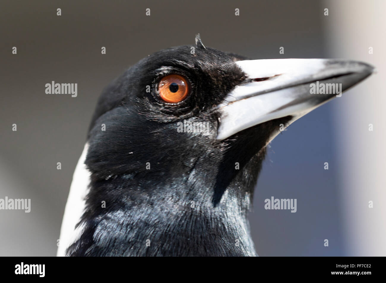 Portrait of magpie, side view Stock Photo - Alamy