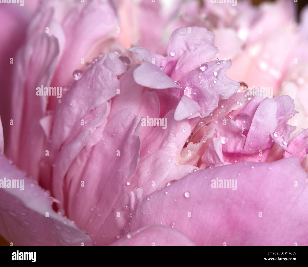Macro photo of a natural pattern of pink peony petals with clean water ...