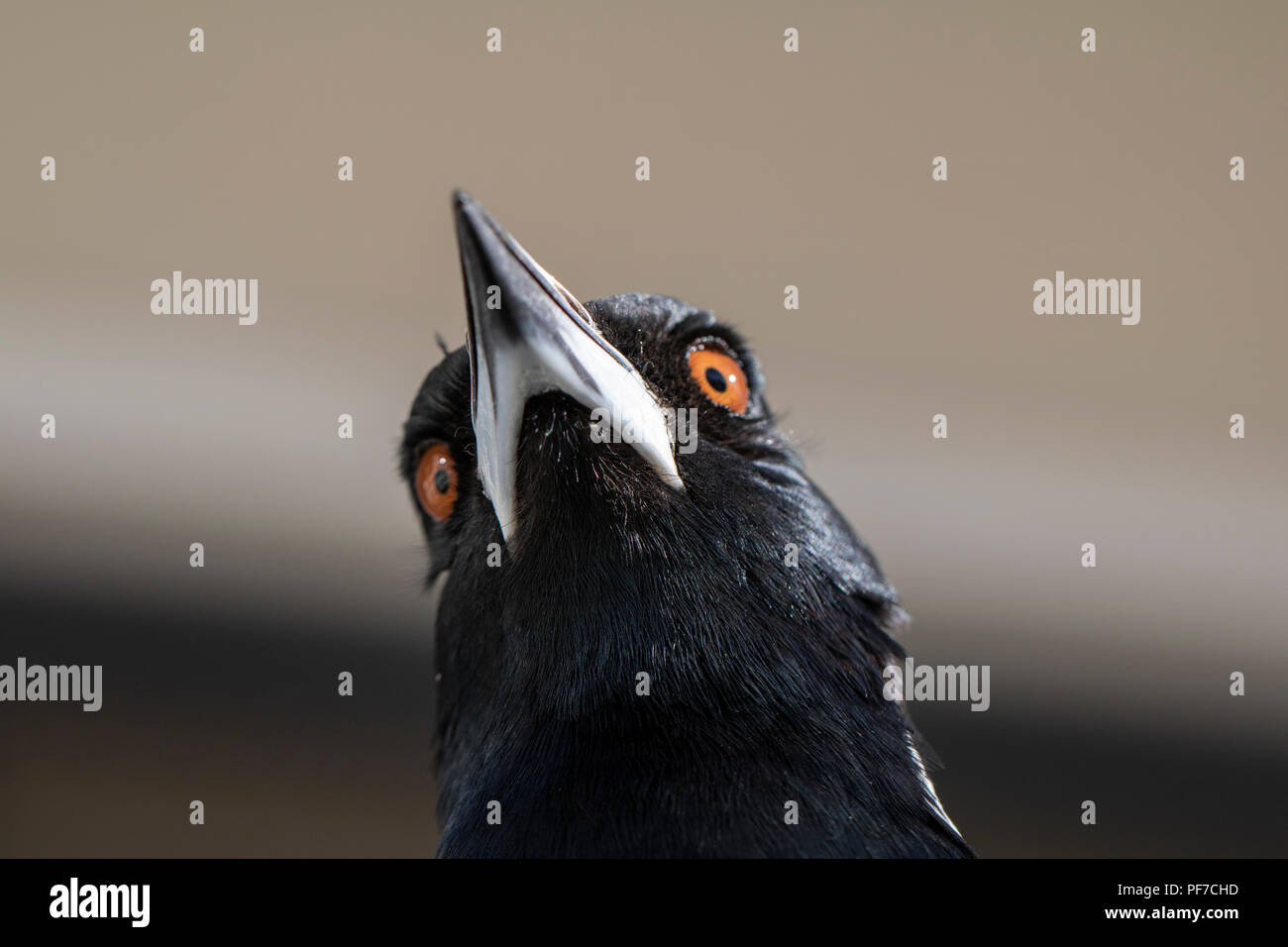 Portrait of magpie looking up Stock Photo - Alamy