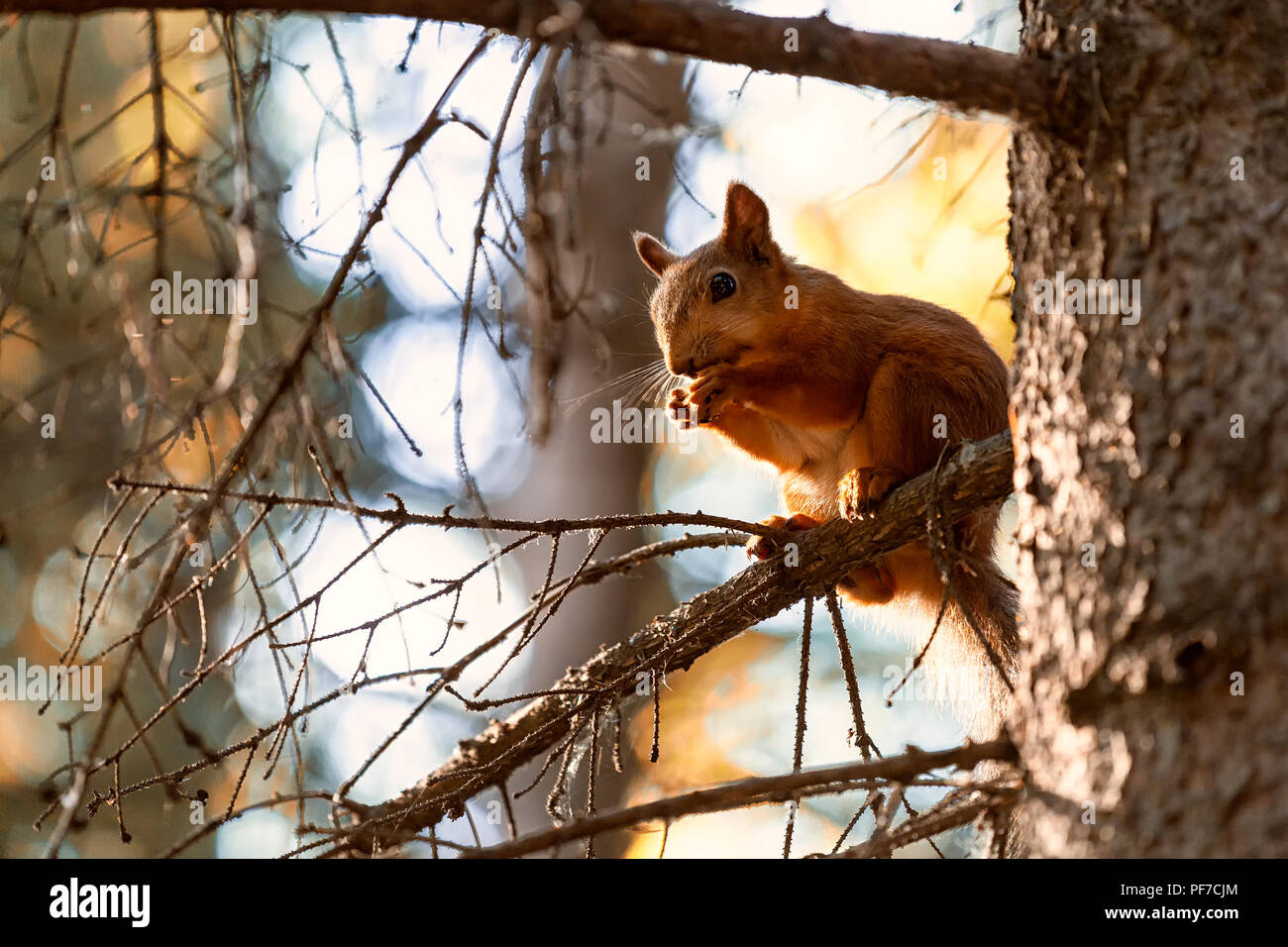 A small red-haired squirrel eats a piece of bread and sits on a tree ...