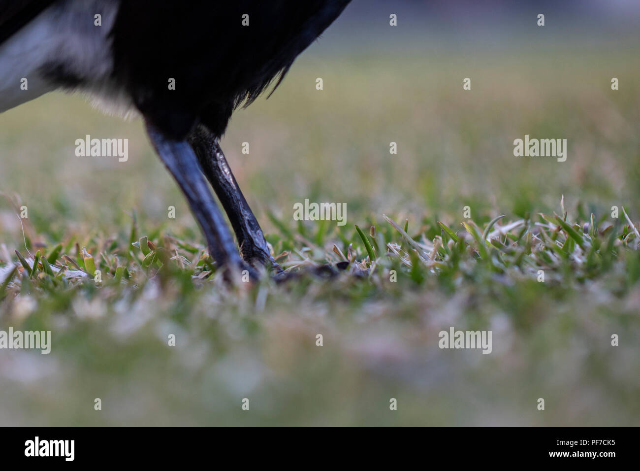 Magpie Grass High Resolution Stock Photography and Images - Alamy