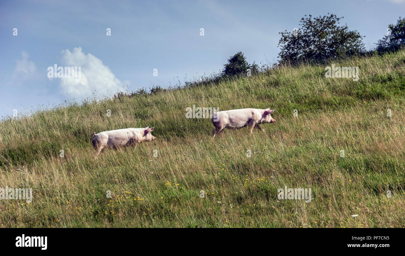 Pig pals hi-res stock photography and images - Alamy