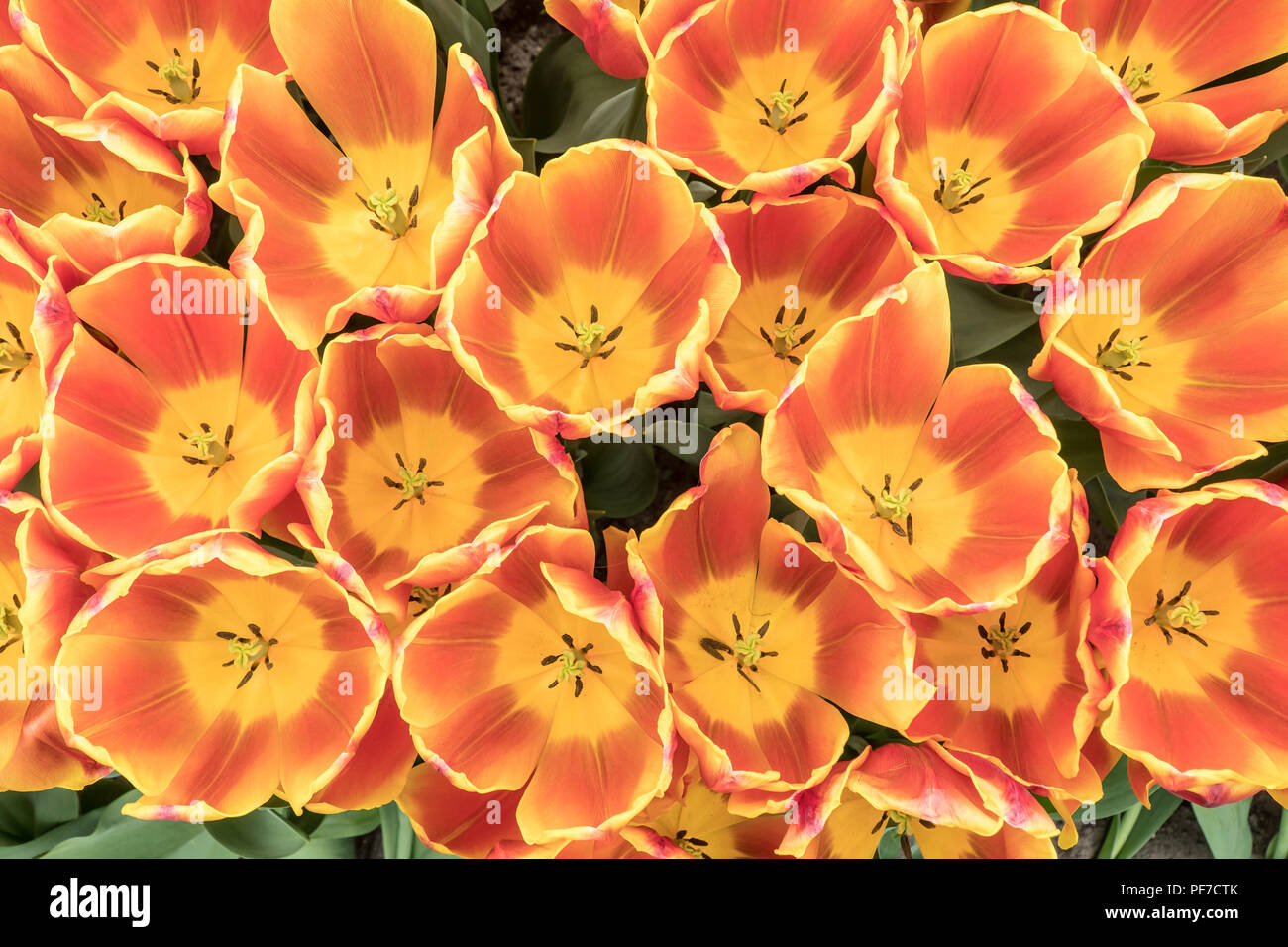 Top of beautiful orange and yellow tulips in a garden Stock Photo - Alamy