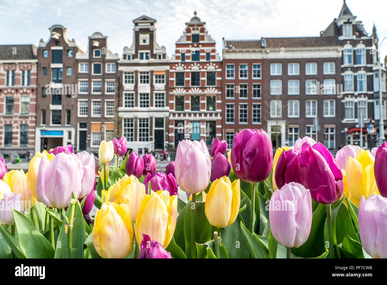Traditional old buildings in Amsterdam with colorful tulips, the ...