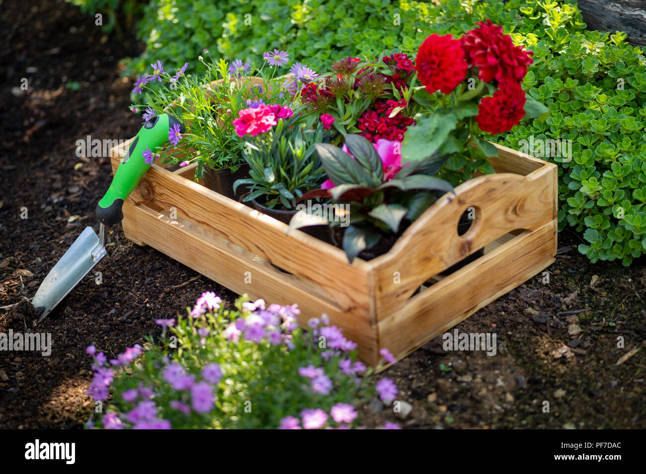 Gardening. Garden Tools and Crate Full of Gorgeous Plants Ready for ...