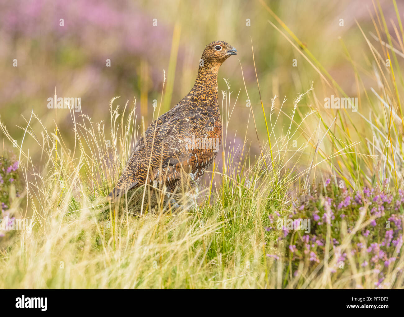 Red Grouse in natural habitat of purple heather, grasses and reeds on ...