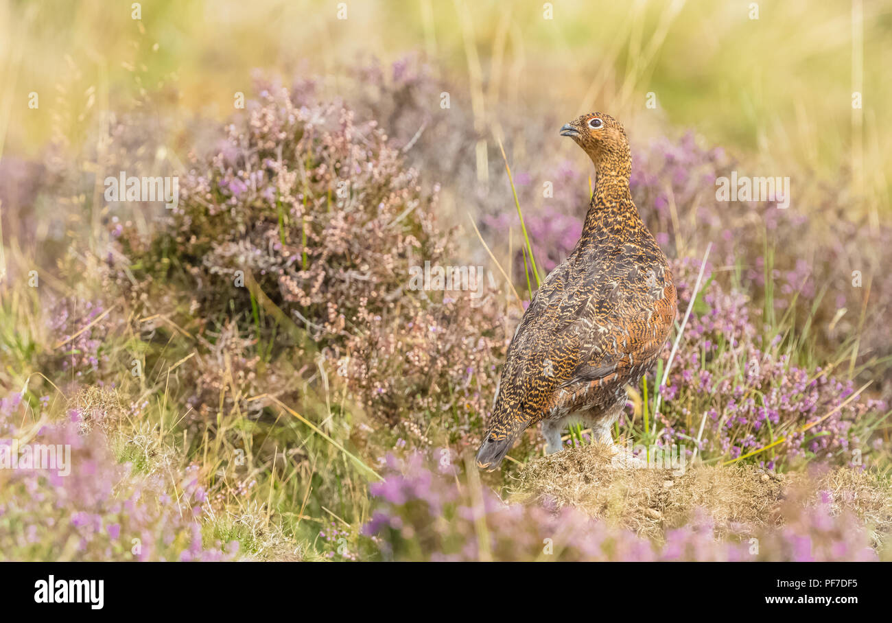 Purple moor hen hi-res stock photography and images - Alamy