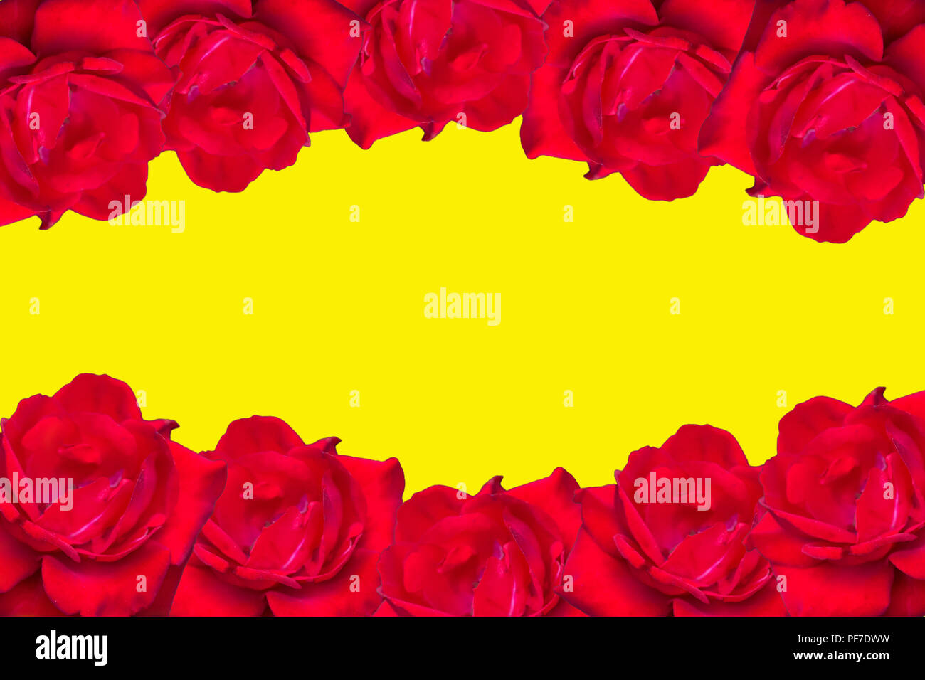 Red roses on a brightly yellow background Stock Photo - Alamy
