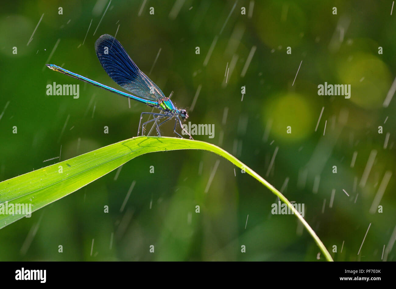 dragonfly in forest (coleopteres splendens) in rain Stock Photo - Alamy