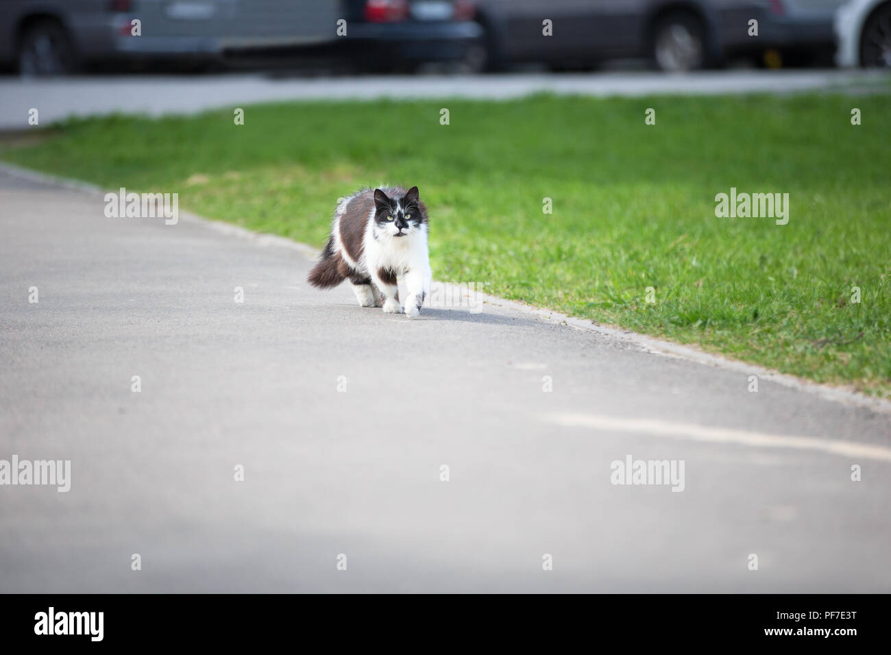 A street cat is running along the road Stock Photo - Alamy