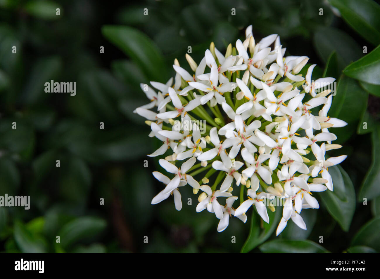 Ixora flower blossom and green leaf background in garden Stock Photo ...