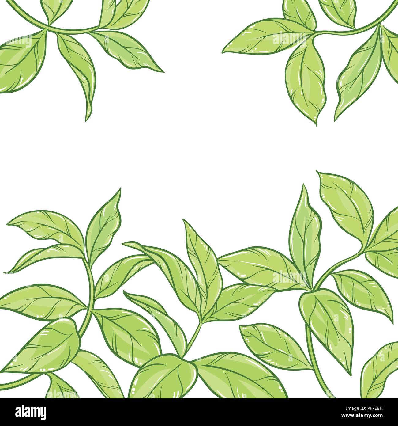 tea leaves vector frame on white background Stock Vector Image & Art ...