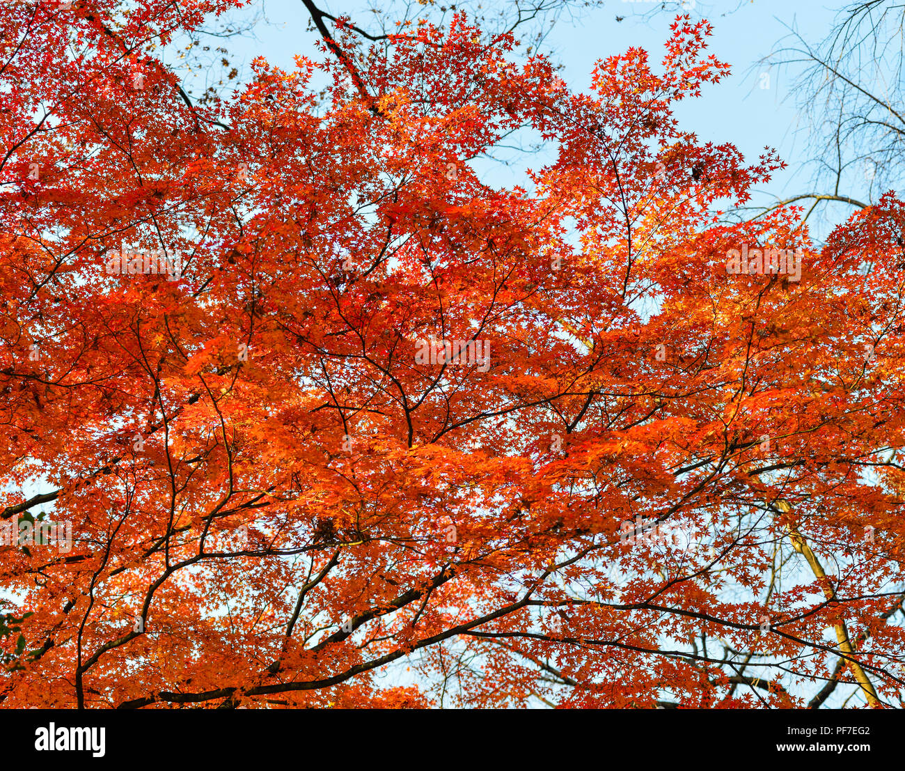 Maple trees with colorful leaves at autumn garden in Tokyo, Japan Stock ...