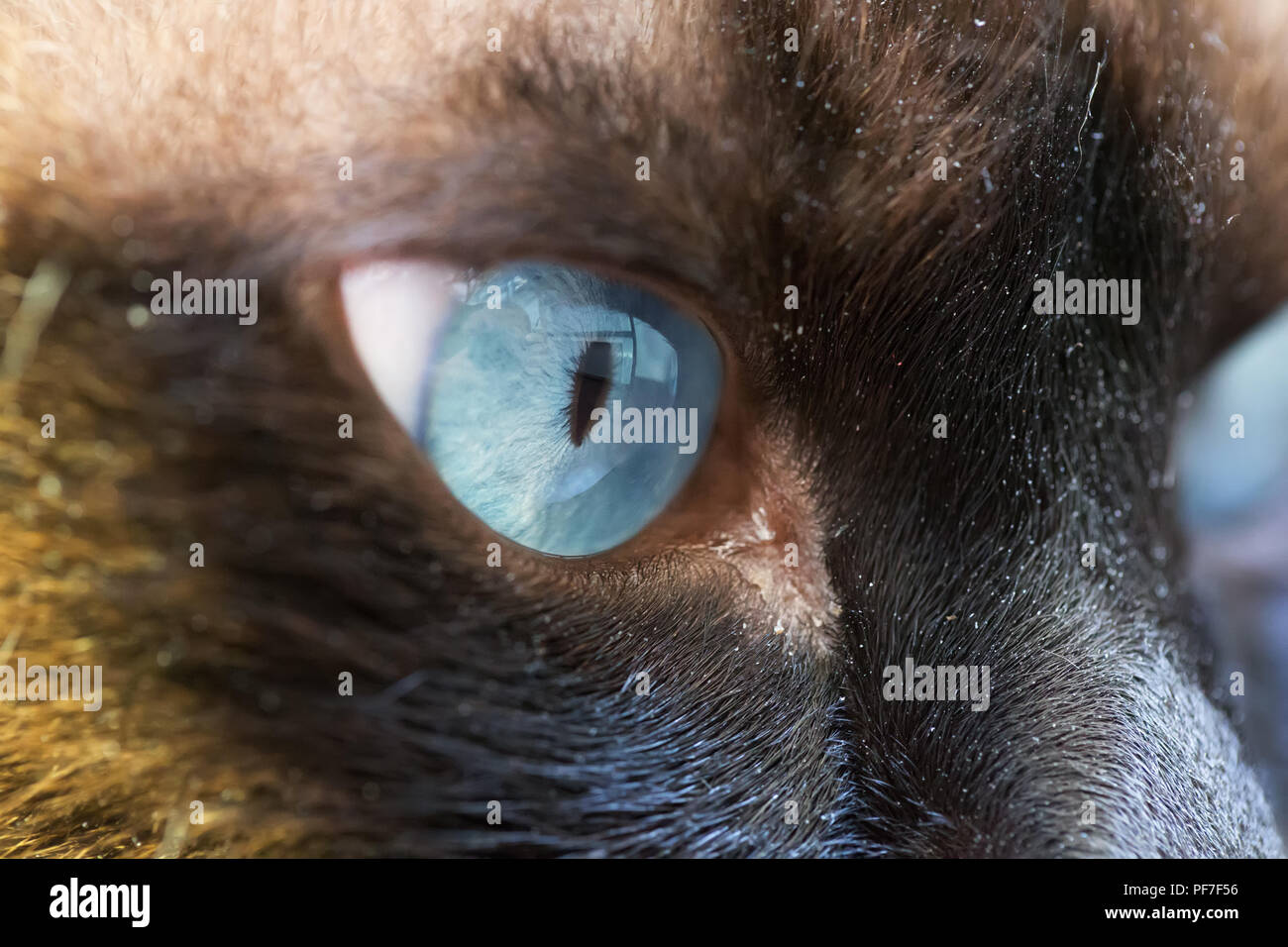 Cotys hi-res stock photography and images - Alamy