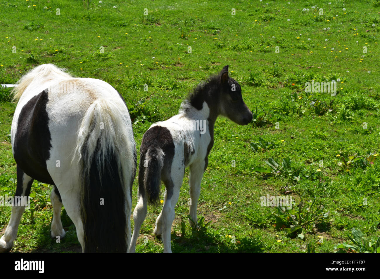 Really sweet mini horse family in a grass pasture Stock Photo - Alamy