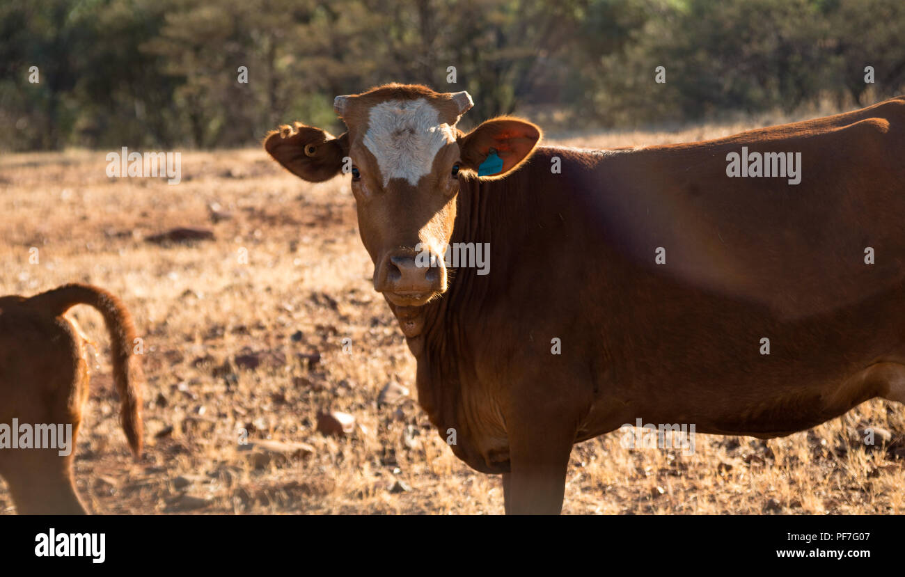 Brown cow with white forehead standing in a dry meadow, free land ...
