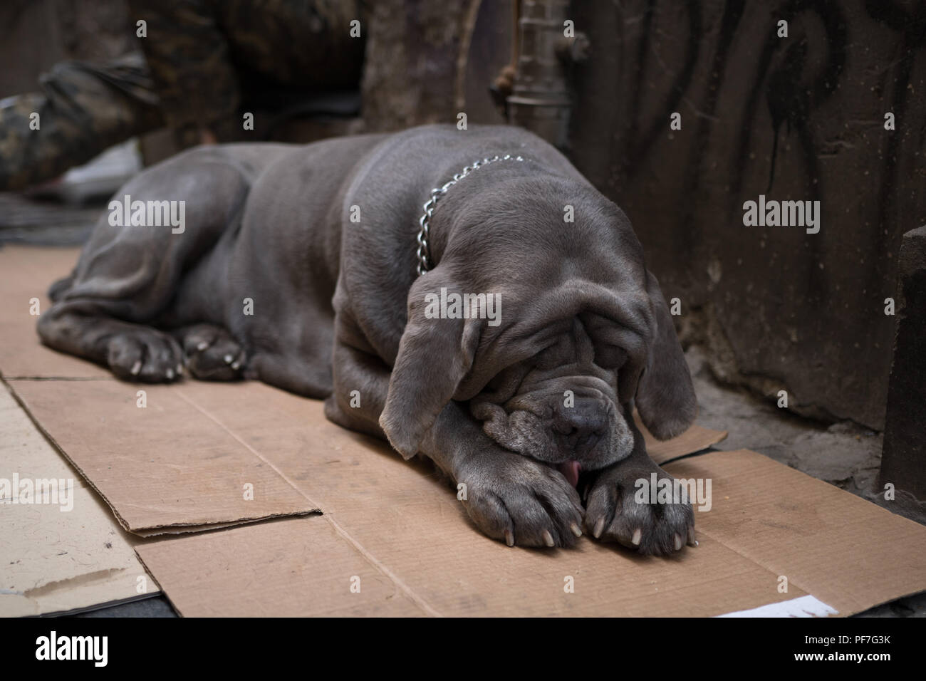 Dog lying on the street in Naples, Italy Stock Photo - Alamy