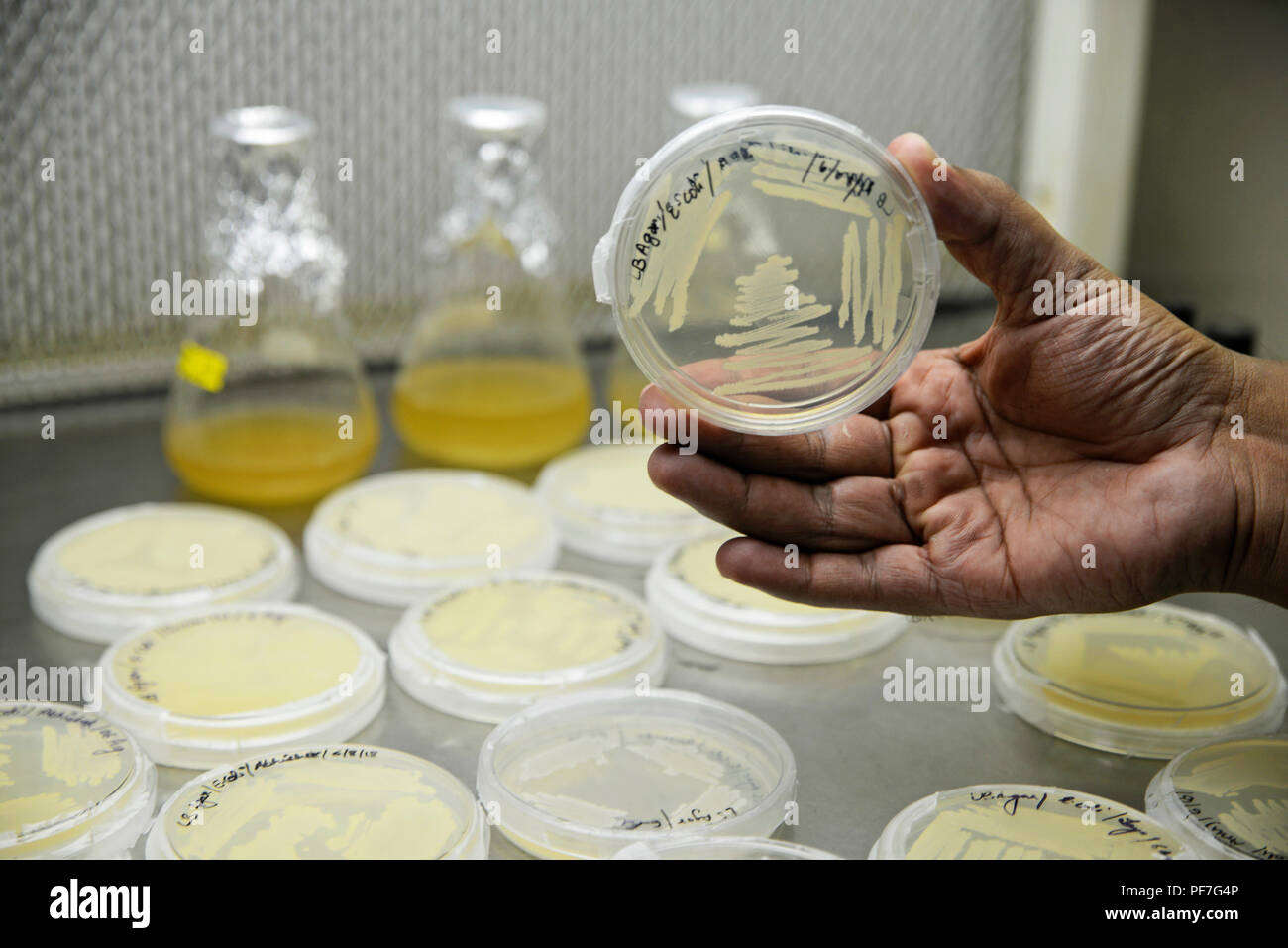 Agar Plate Bacteria High Resolution Stock Photography and Images - Alamy