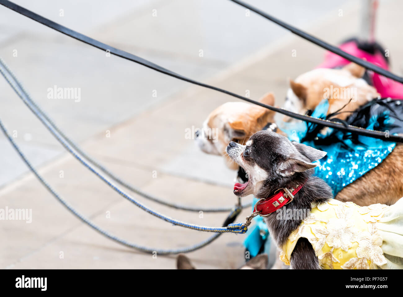 Funny Dog Walkers