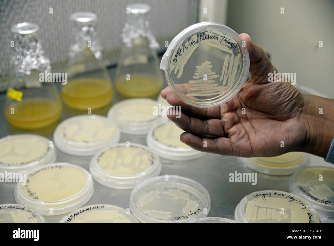 Bacteria culture plate Stock Photo - Alamy