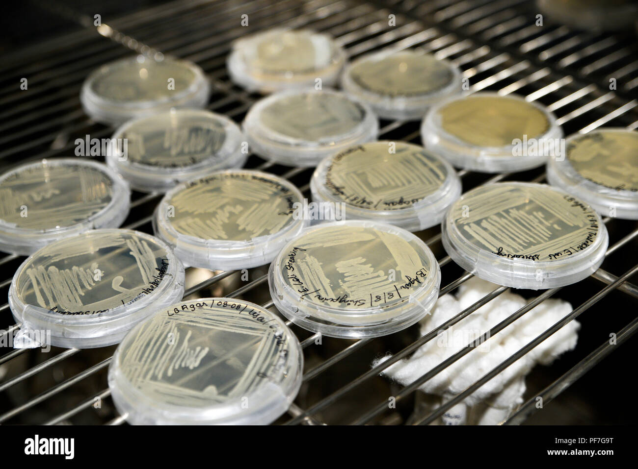 Bacteria culture plate Stock Photo - Alamy