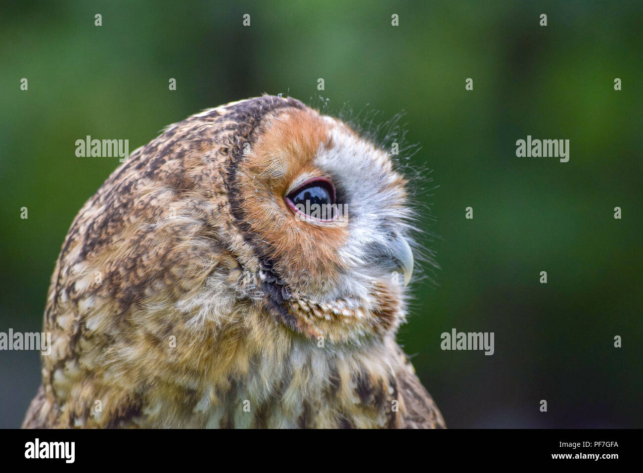 Tawny owl face close up hi-res stock photography and images - Alamy