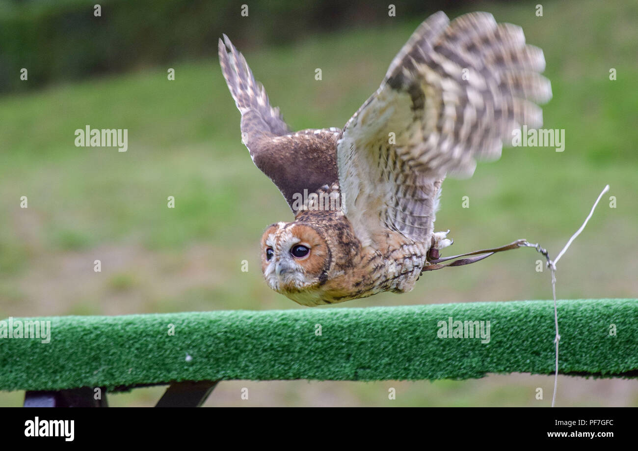 Tawny owl flying hi-res stock photography and images - Alamy