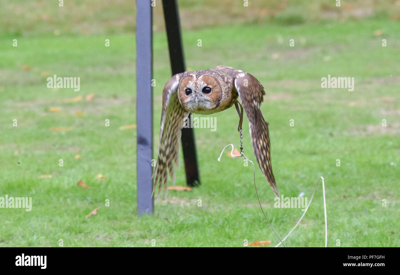 Tawny owl flying hi-res stock photography and images - Alamy