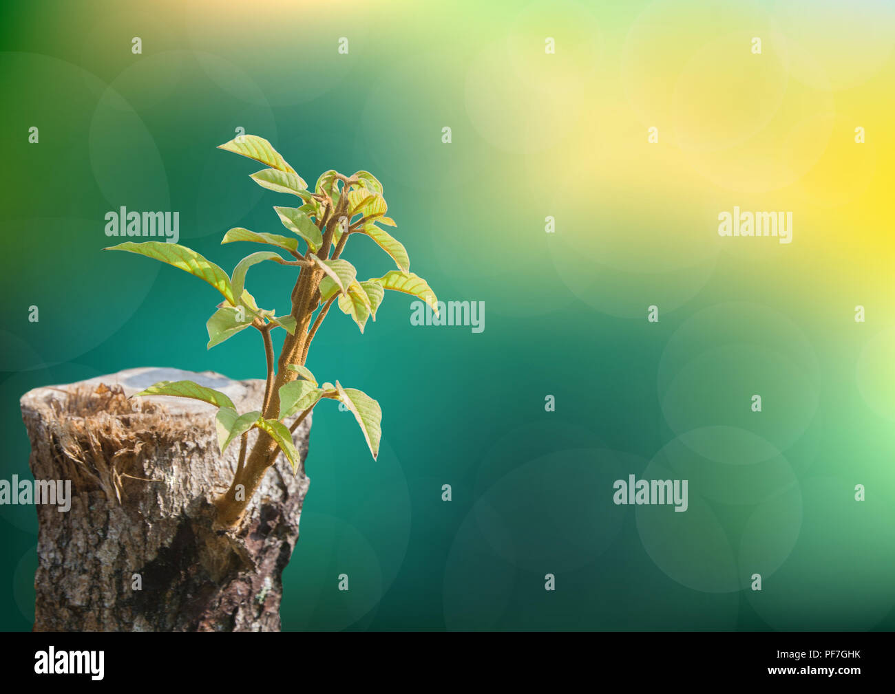 Young tree seedling grow from stump, beginning new life and rebirth ...