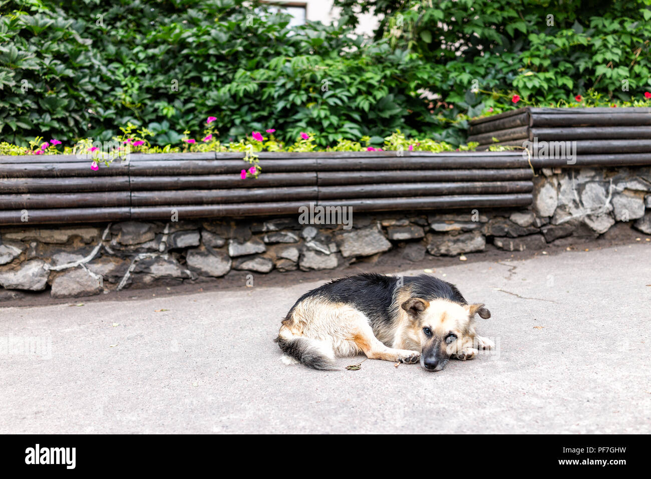 Homeless, sad, abandoned stray dog mutt lying down on sidewalk pavement ...