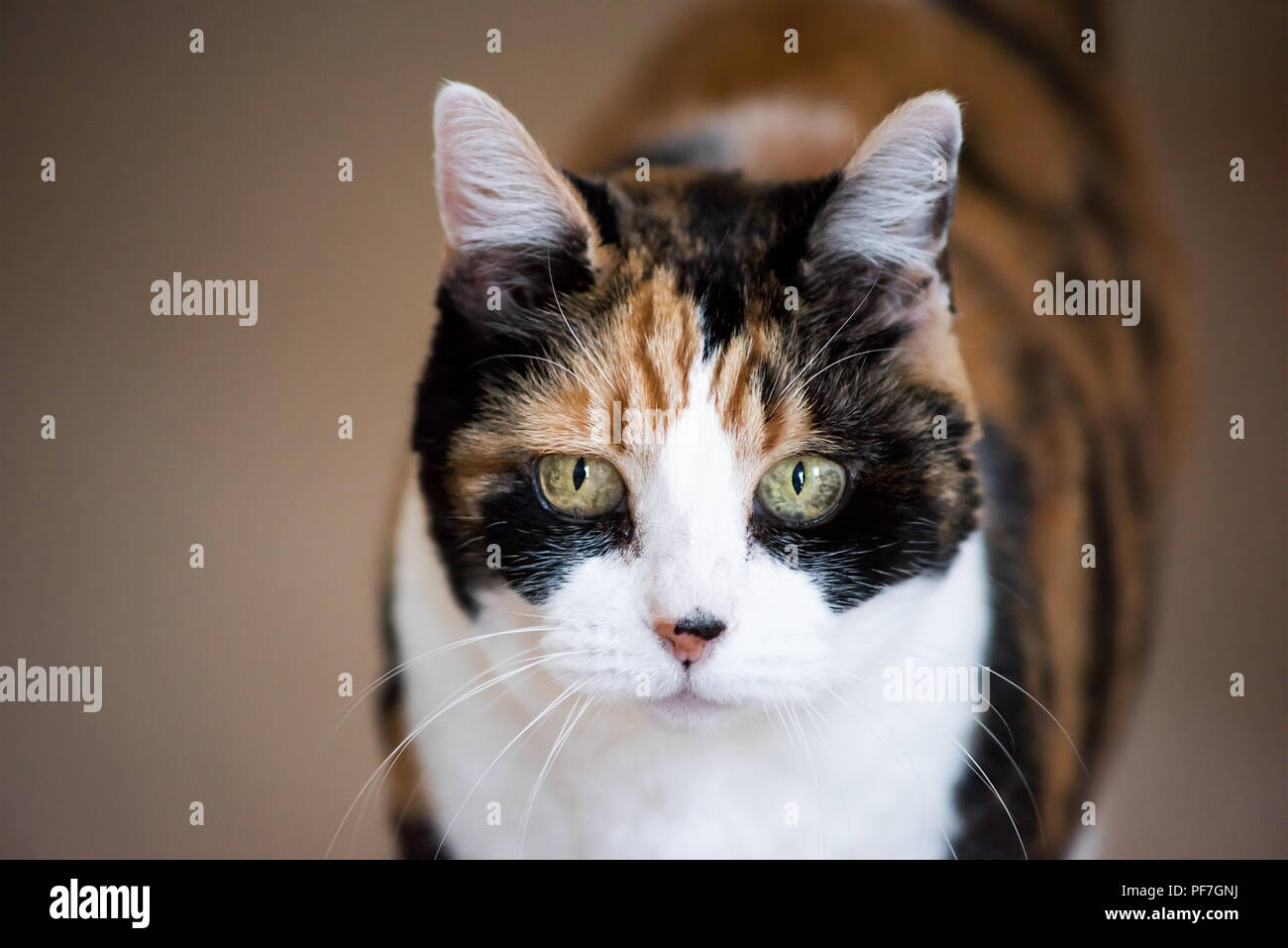 Senior calico cat closeup cute face portrait looking straight with ...