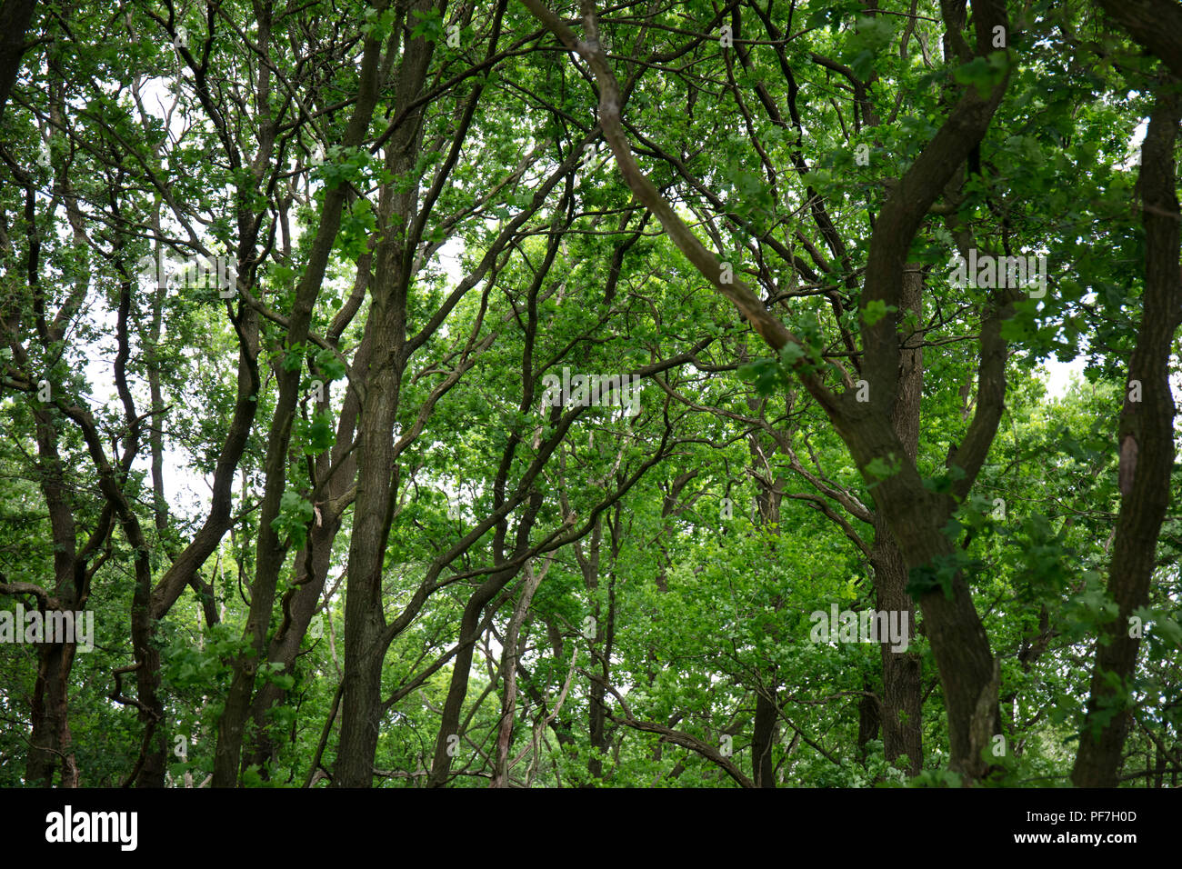 Wood be good to go hi-res stock photography and images - Alamy