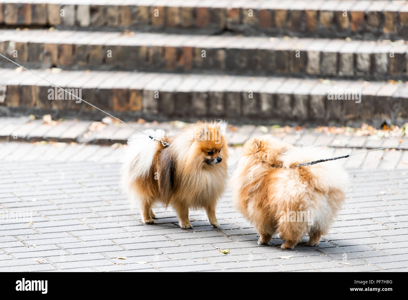 Dogs happy playing meme hi-res stock photography and images - Alamy