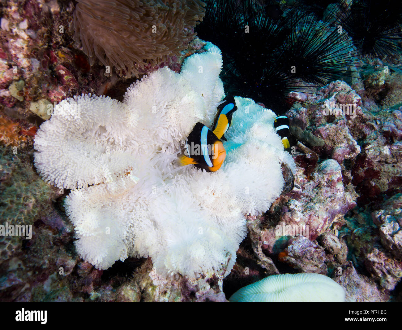 Bleeched coral hi-res stock photography and images - Alamy
