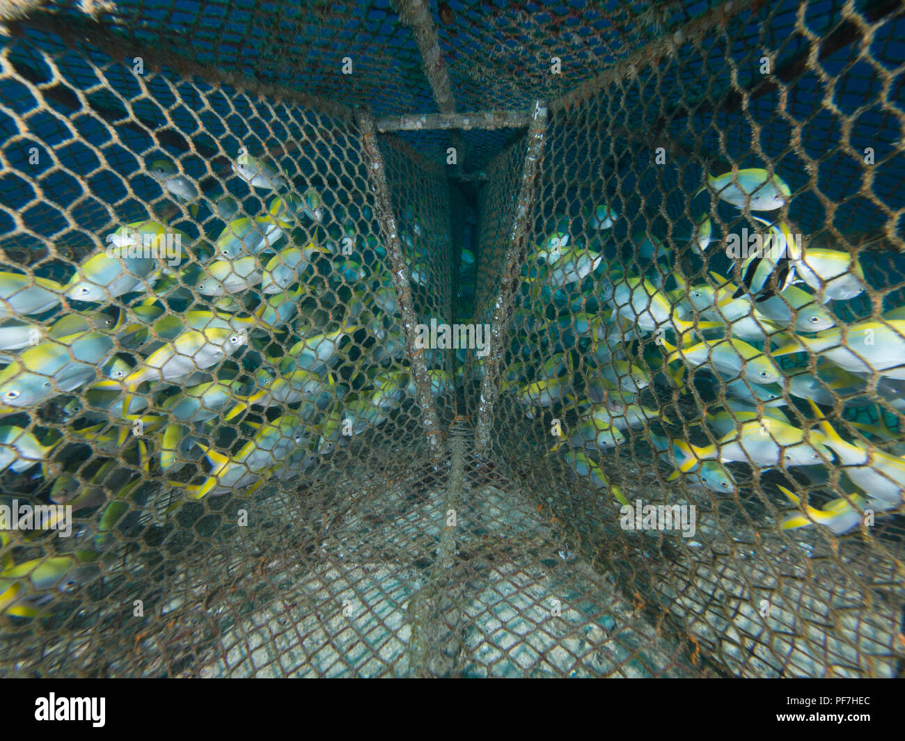 Traditional Thai Fishing cage full of fish Stock Photo - Alamy