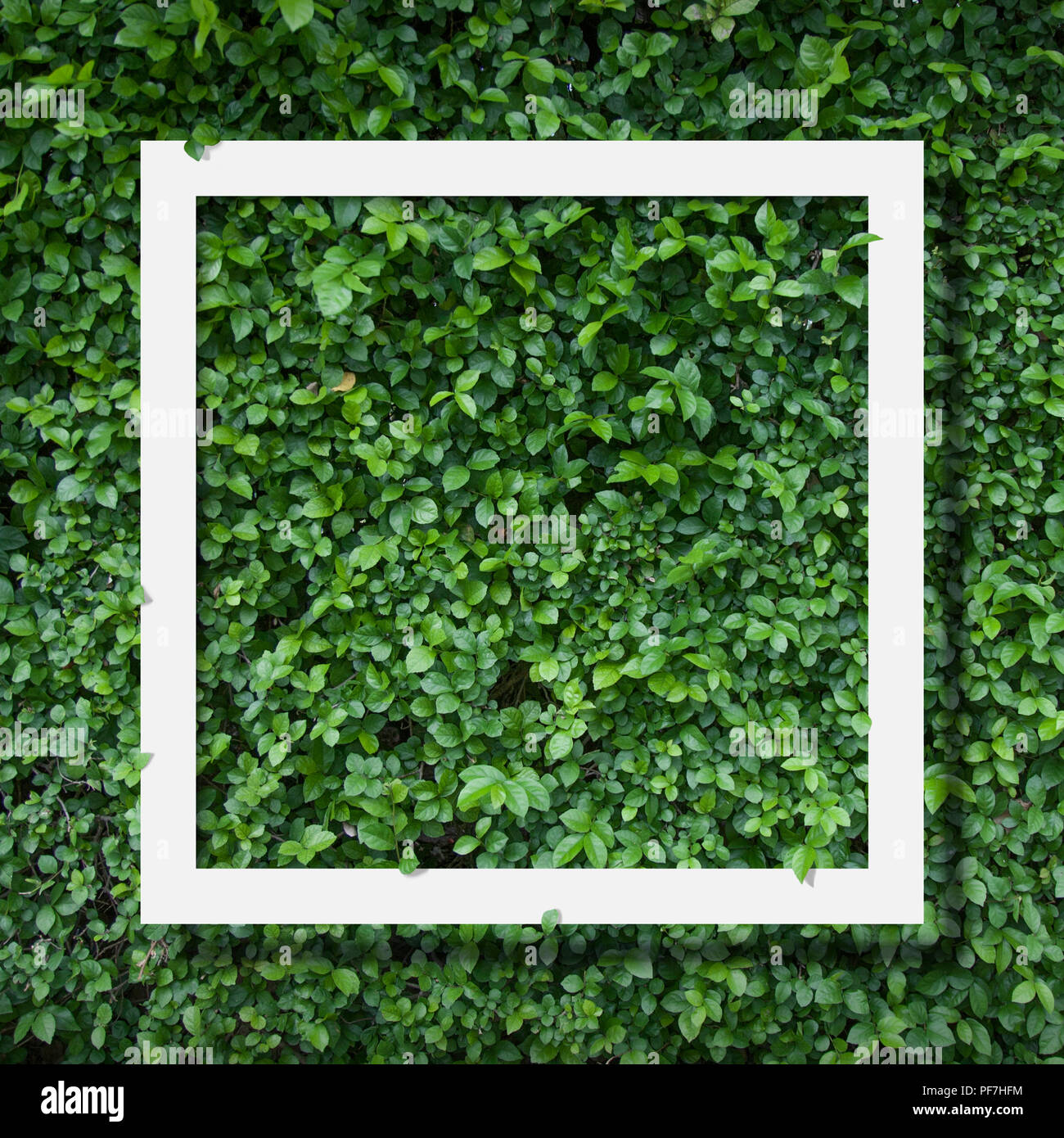 Creative layout made of paper card note on leaves background. Flat lay ...