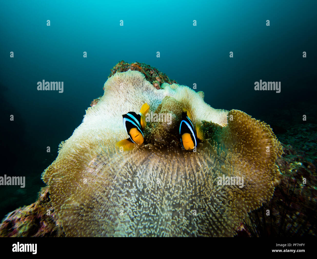 Bleached sea anemone hi-res stock photography and images - Alamy