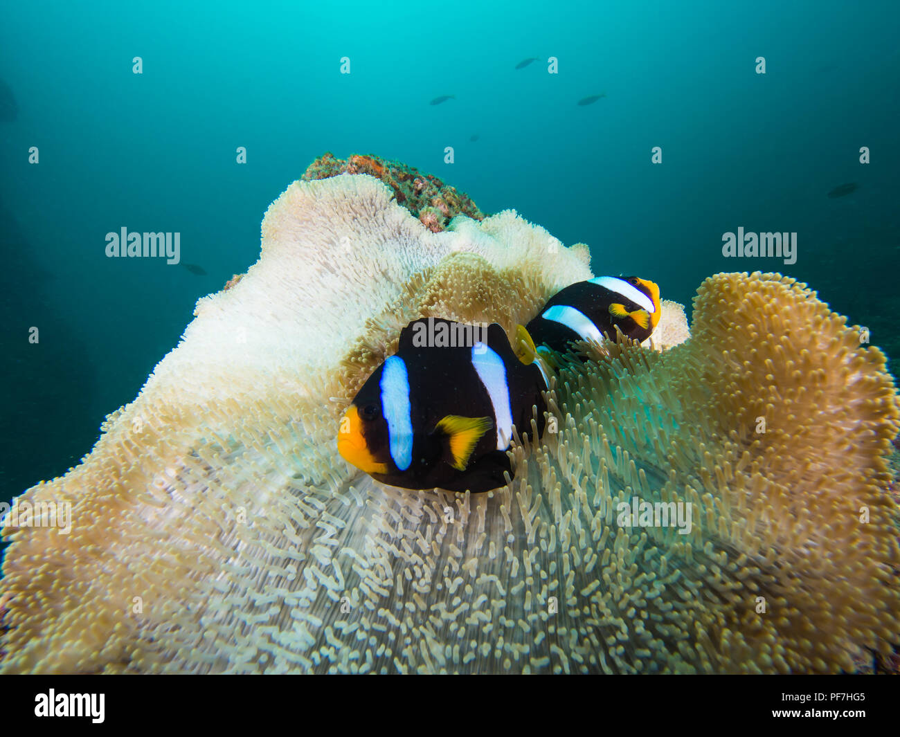 Bleached sea anemone hi-res stock photography and images - Alamy