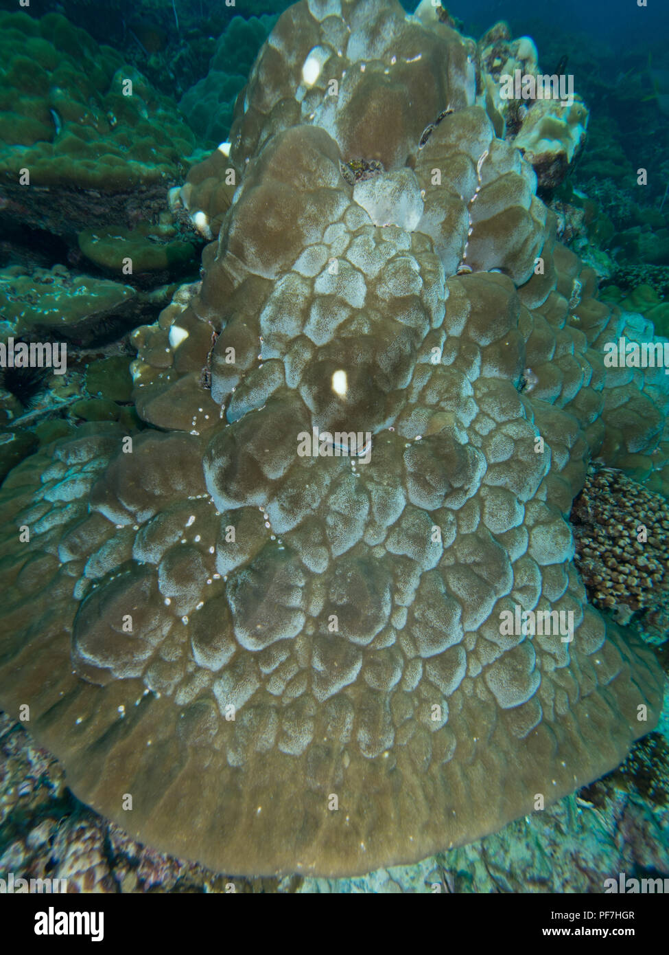 Massive coral hi-res stock photography and images - Alamy