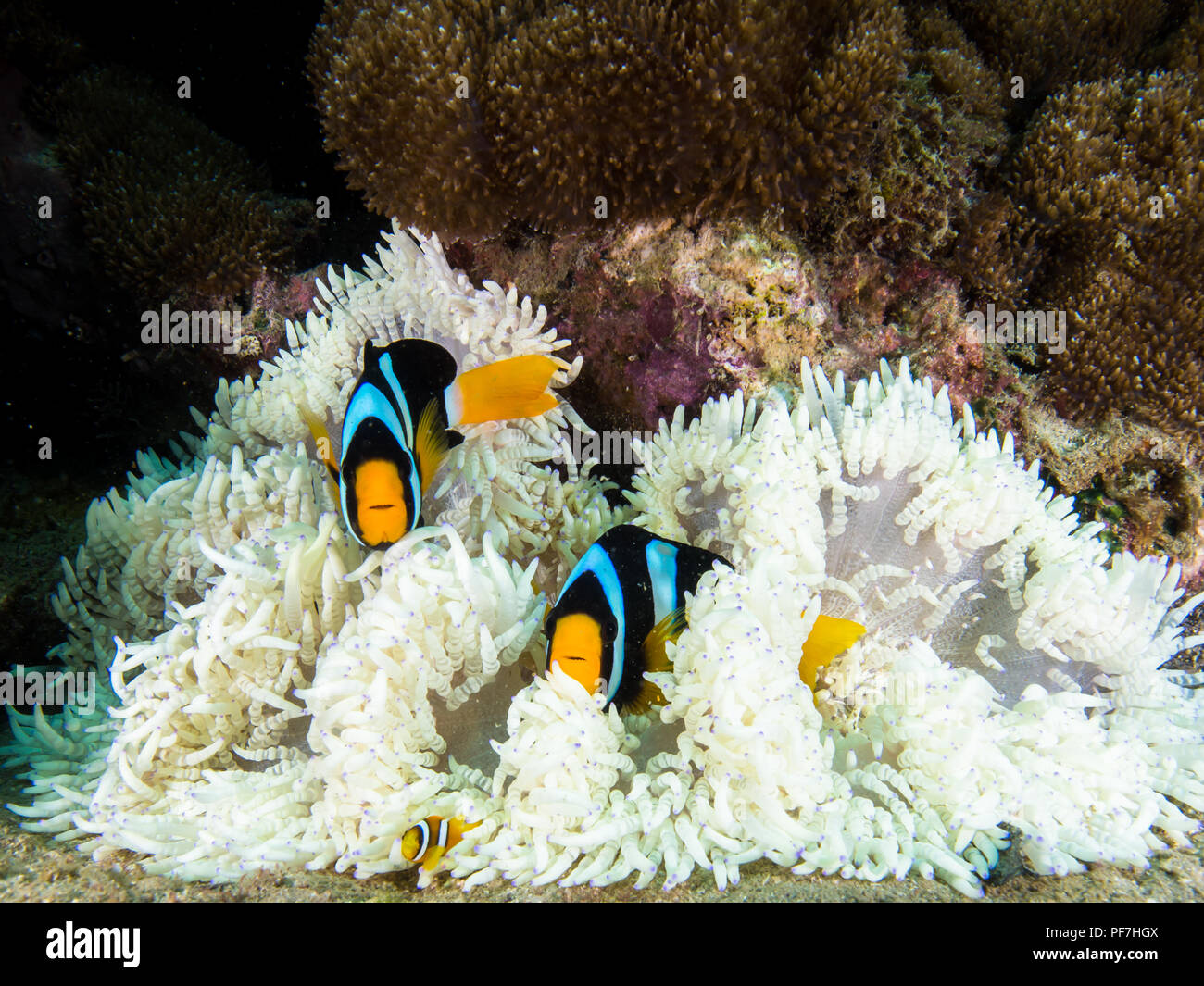 Clark's anemone fish in a bleached anemone Stock Photo - Alamy