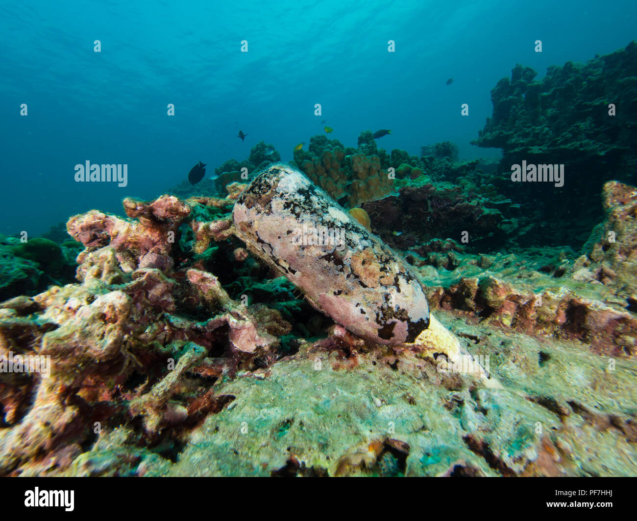 A beer bottle partly overgrown with corals on a coral reef Stock Photo ...