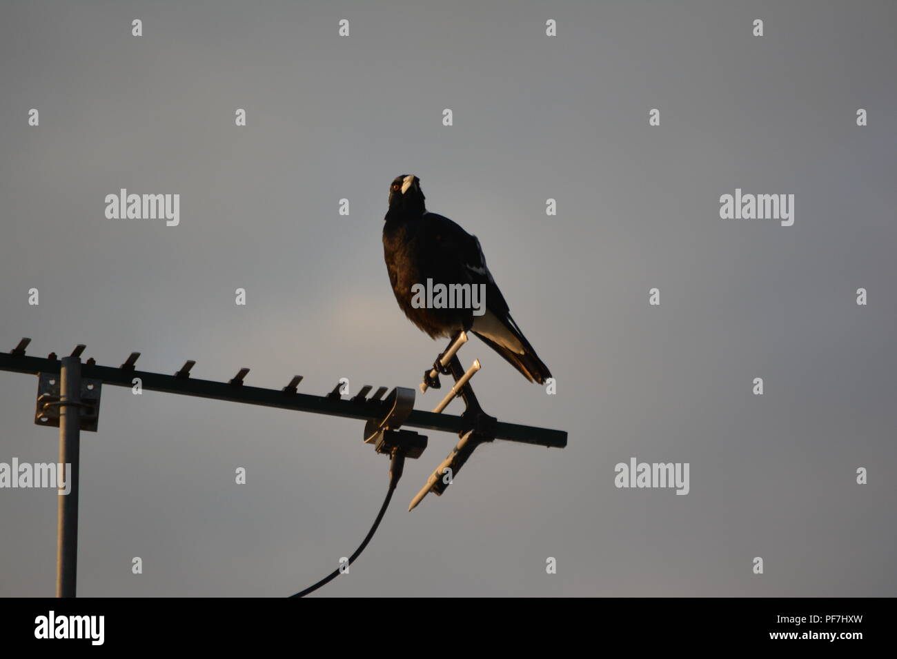 Bird on a wire - Aerial Stock Photo - Alamy