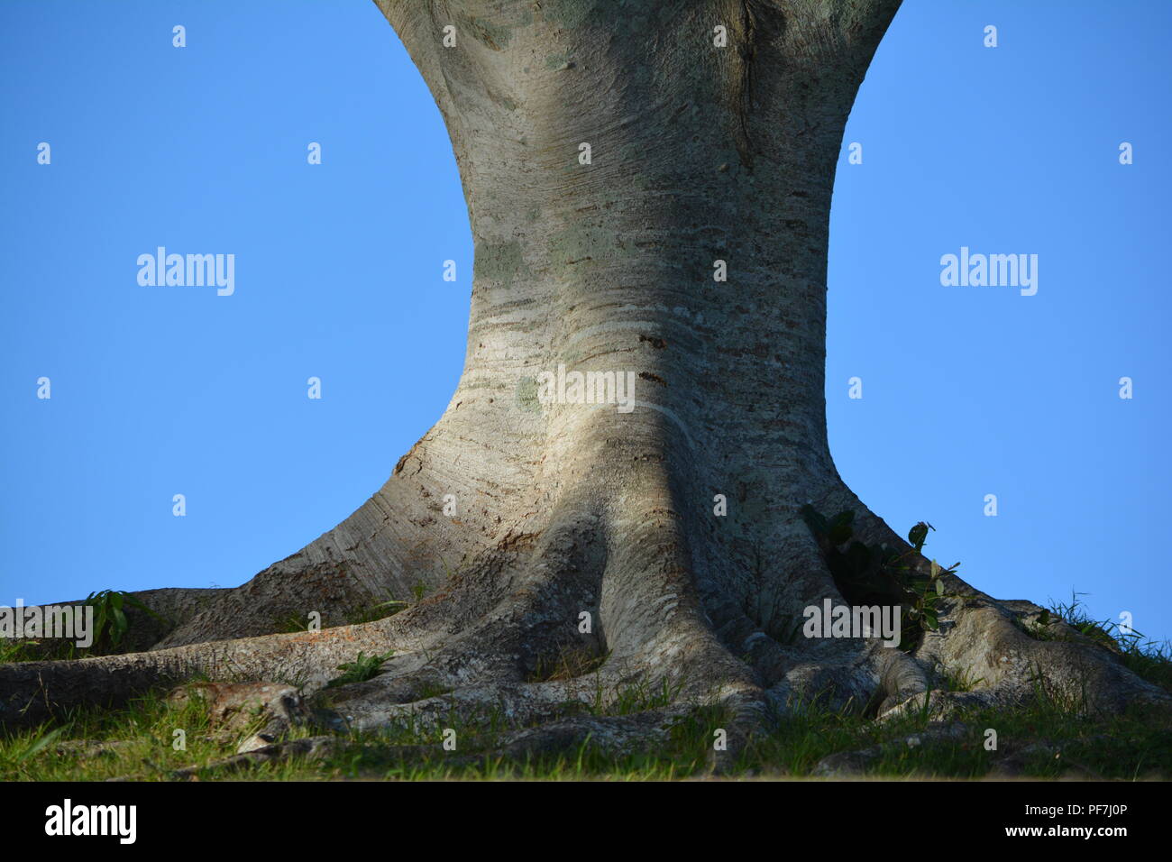 Curvy roots hi-res stock photography and images - Alamy