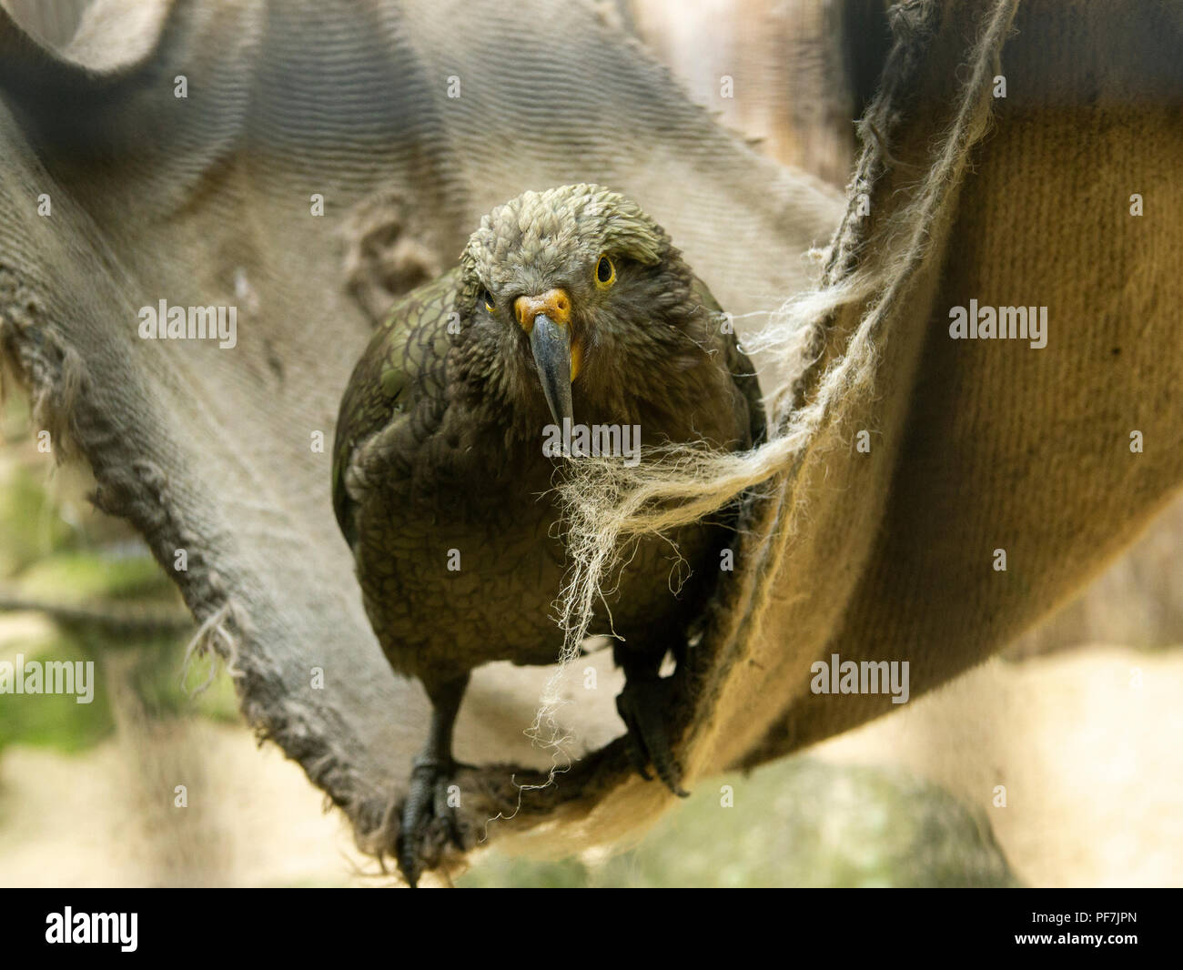 A bird with a sharp beak sits on a hammock Stock Photo - Alamy