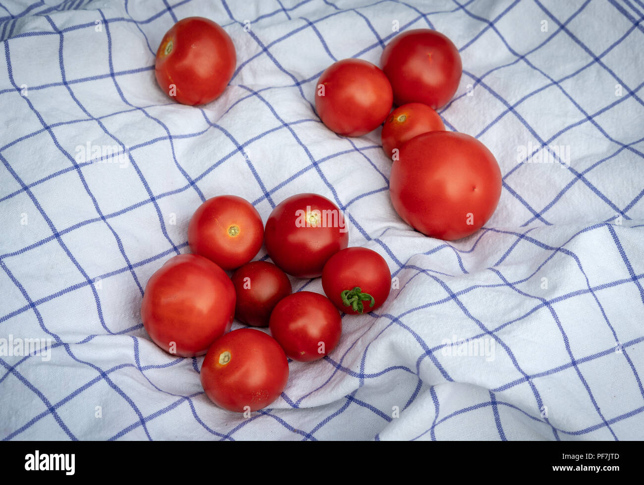 Bio tomatoes on blue white dish towel Stock Photo - Alamy