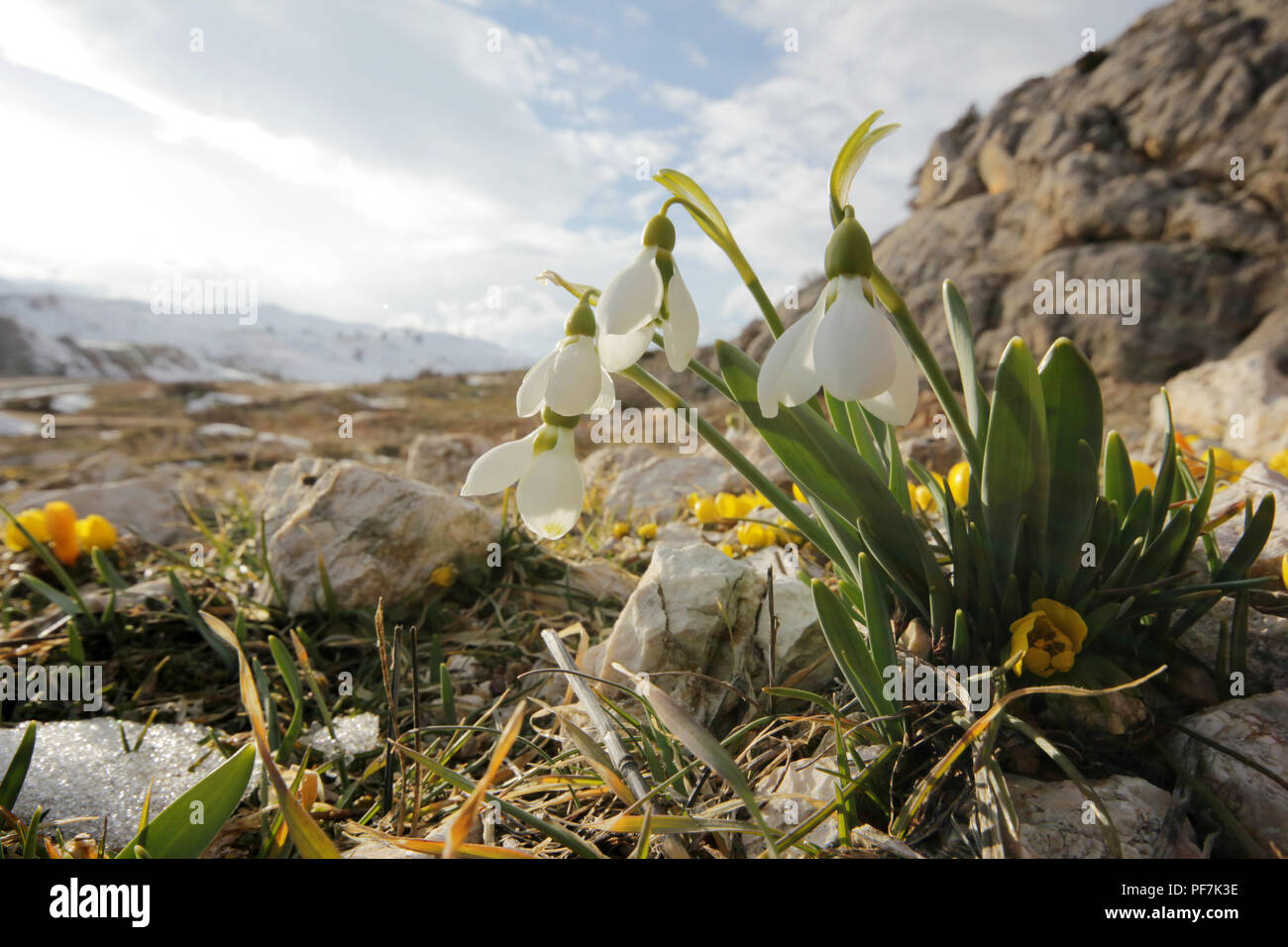 Snowdrop rock garden hi-res stock photography and images - Alamy