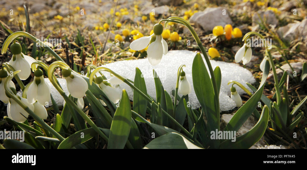 Back lit snowdrop hi-res stock photography and images - Alamy
