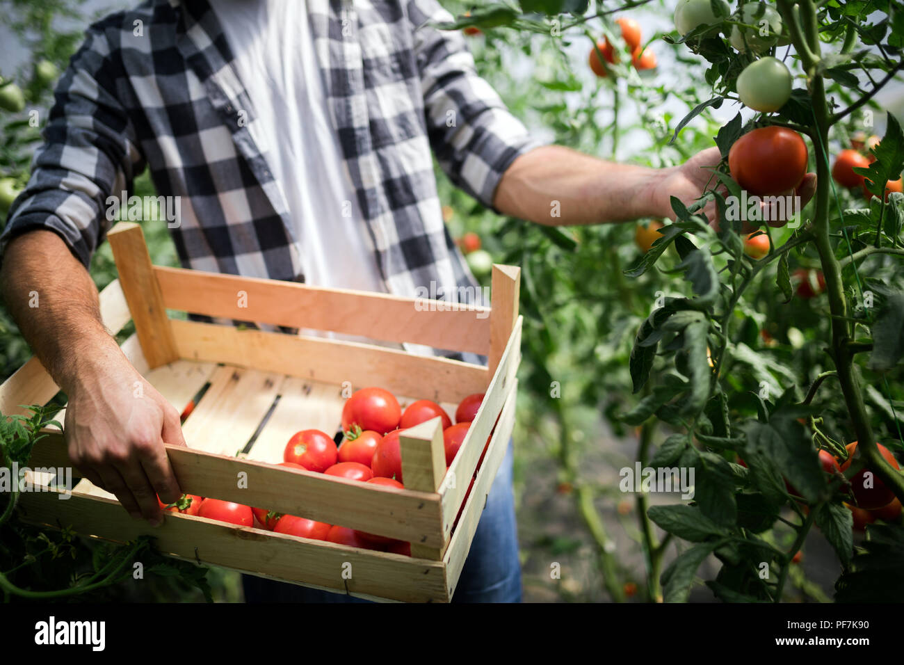 Caucasian farmer picking fresh tomatoes from his hothouse Stock Photo ...