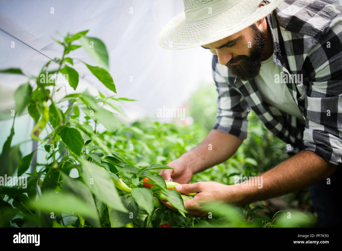 Greenhouse farm hi-res stock photography and images - Alamy