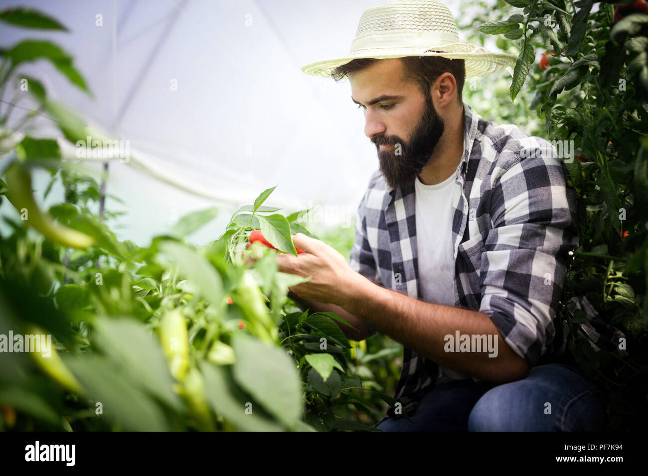 Young man harvesting tomatoes in greenhouse Stock Photo - Alamy